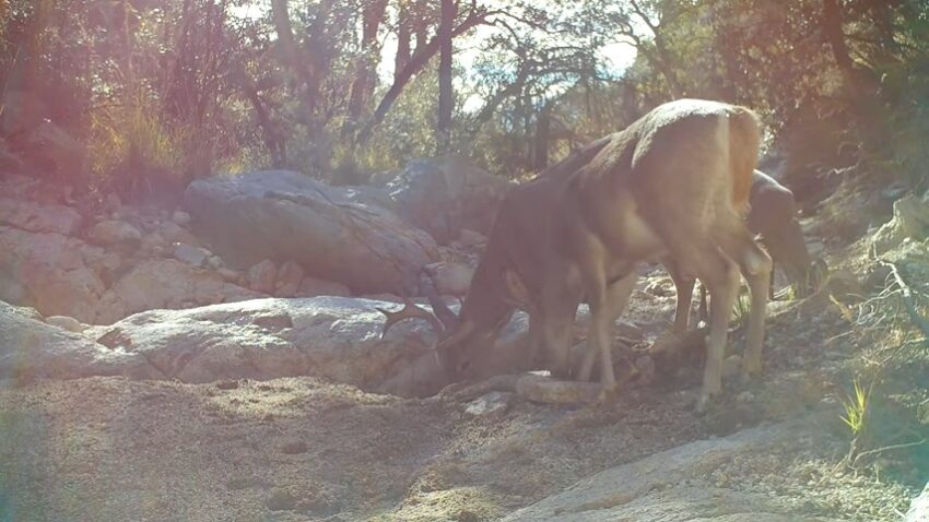 The Top 10 US States with the Highest Fatal Animal Attack Rates: Deadly ...